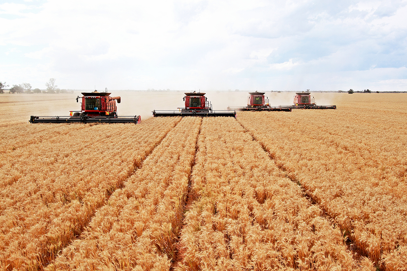 Grain brain: Can blockchain solve global grain supply? - Forbes Australia