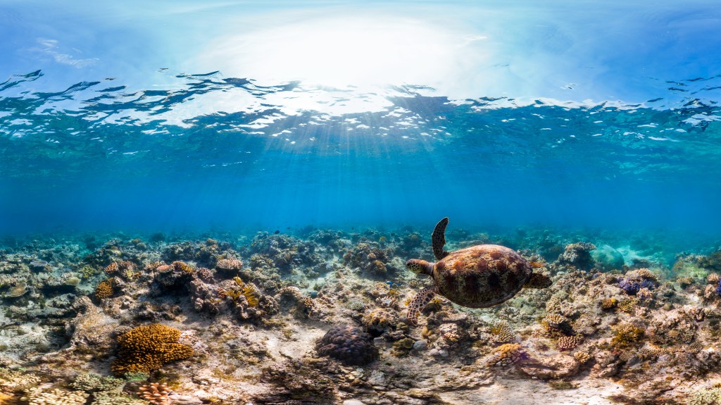 Company's desperate mission to save the iconic Great Barrier Reef