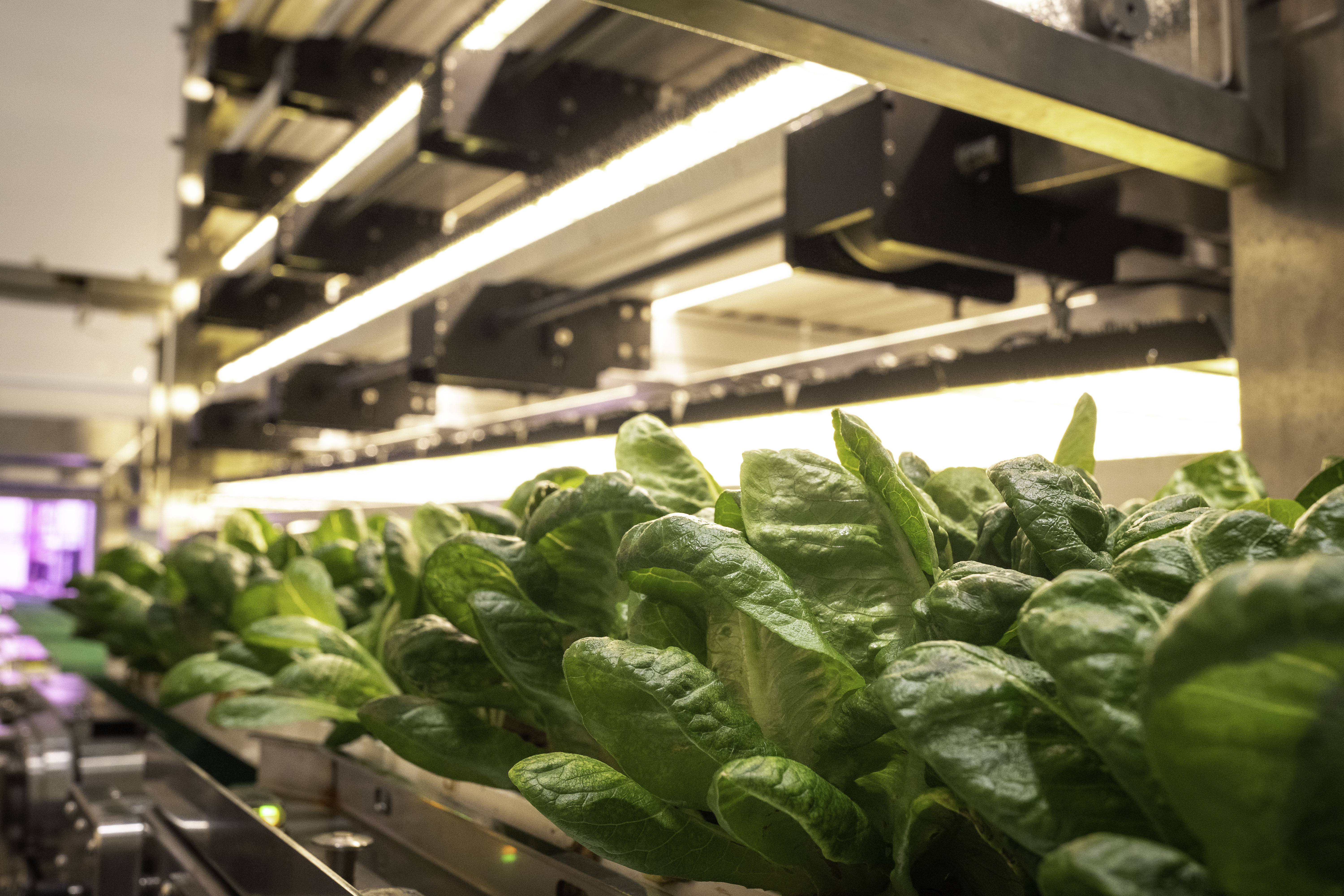 Inside Stacked Farm's robotic vertical farm