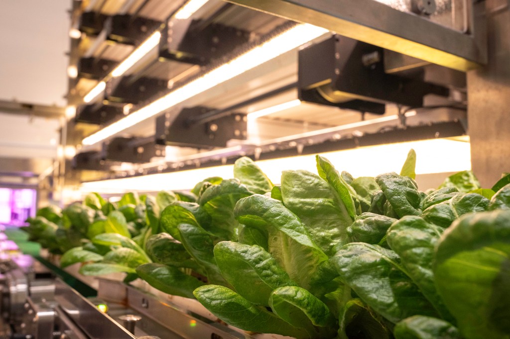 Inside Stacked Farm's robotic vertical farm