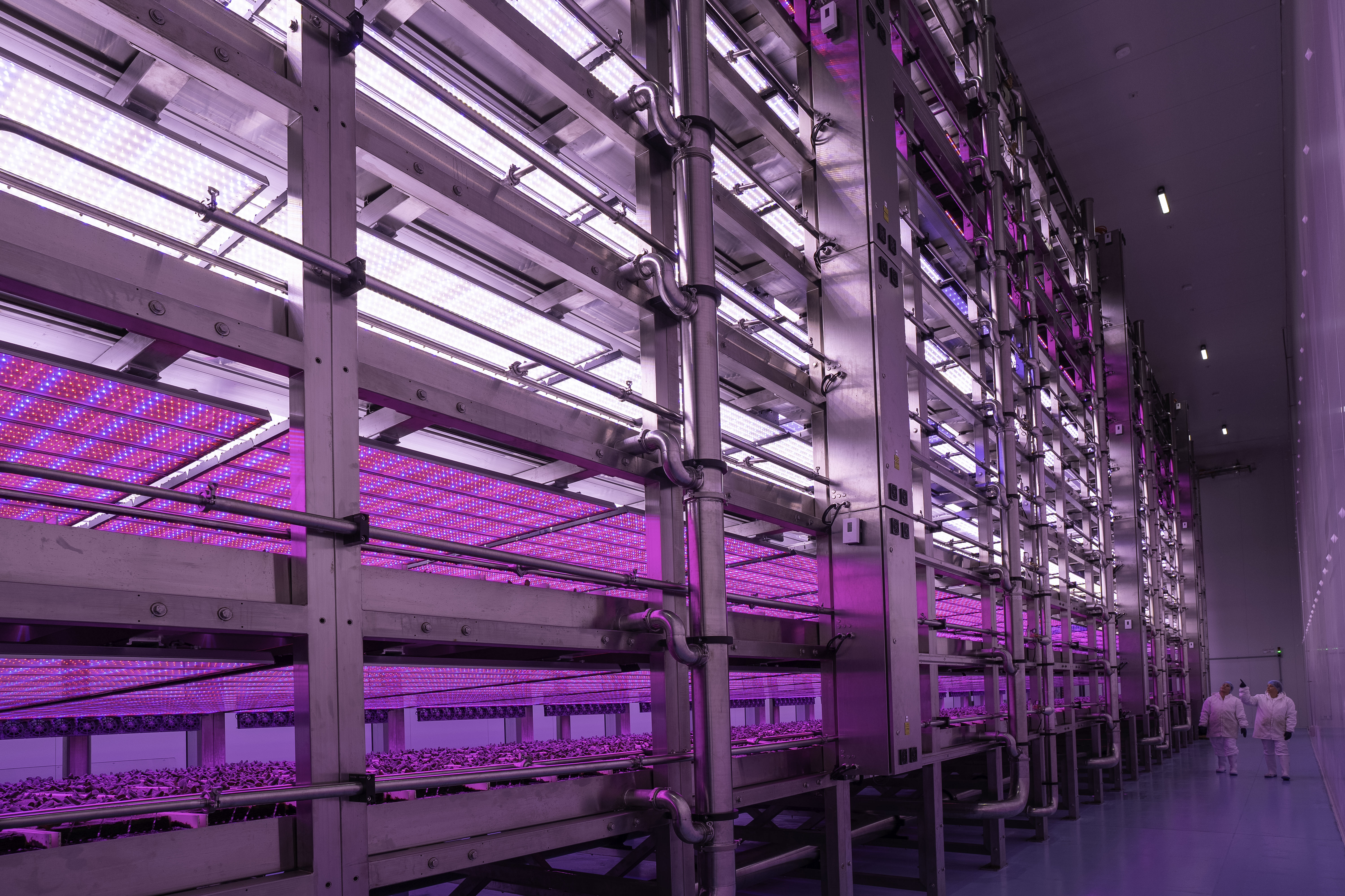 Inside Stacked Farm's robotic vertical farm