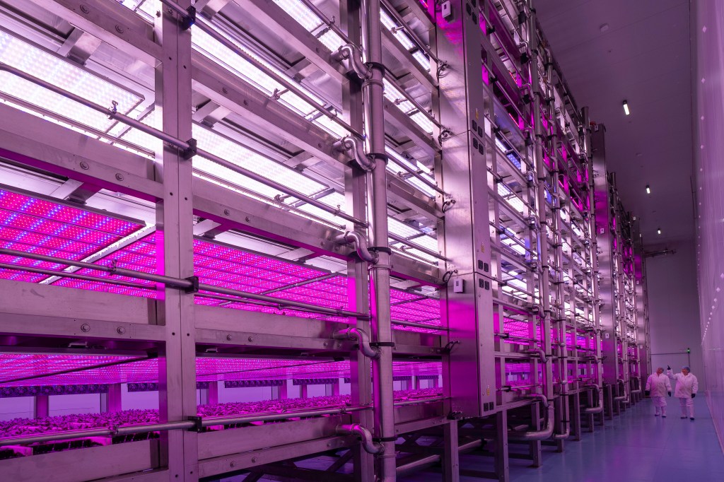 Inside Stacked Farm's robotic vertical farm