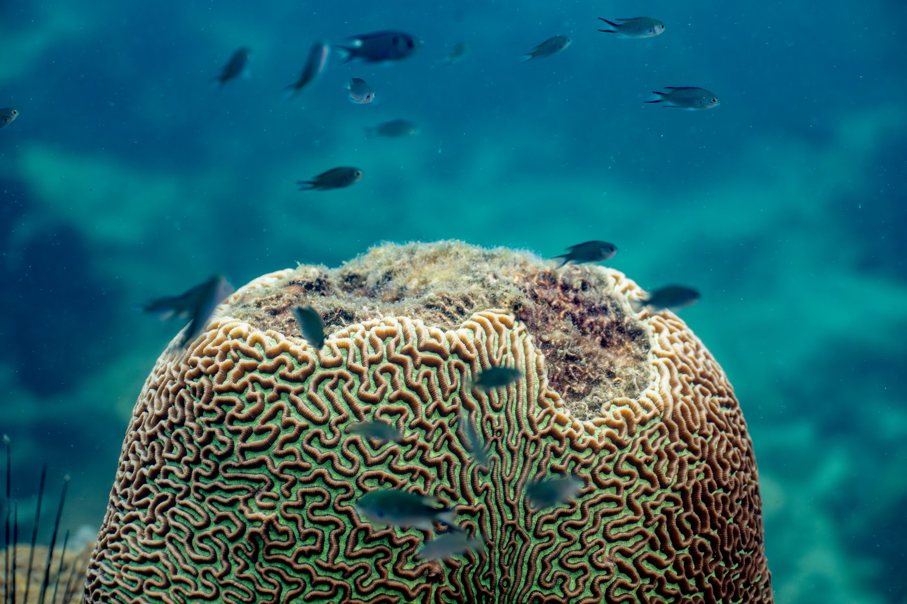 Inside Mission Blue: Sylvia Earle's fight to protect the world's coral ...